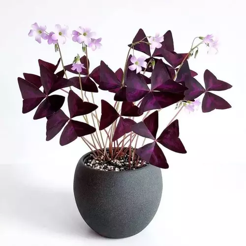 Oxalis Triangularis/ Butterfly Plant - Live Plant